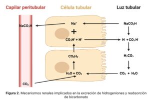 El papel del bicarbonato de sodio en el equilibrio ácido-base del cuerpo.