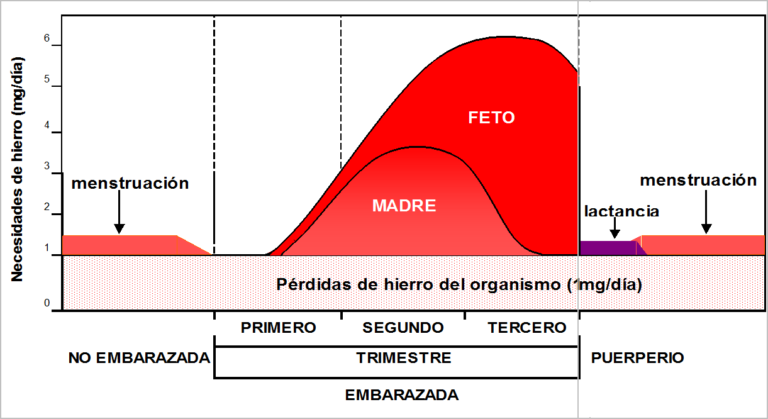 Fumarato ferroso durante el embarazo: prevención y tratamiento de la anemia
