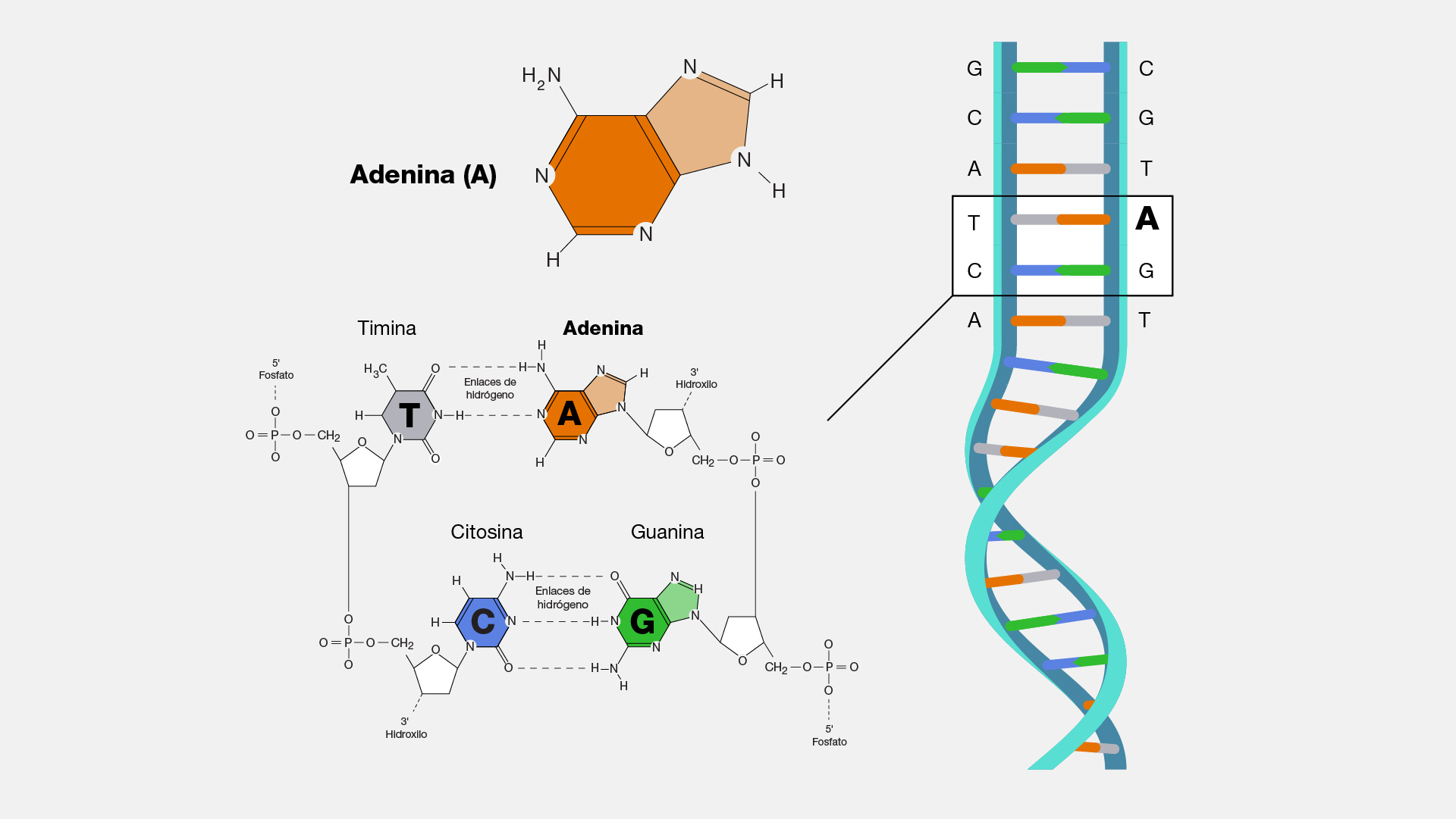 La estructura del ADN: Adenina, Guanina, Citosina y Timina