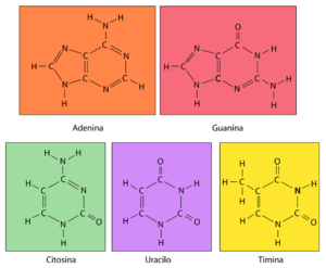 Los bloques de construcción del ADN: Adenina, Guanina, Citosina y Timina