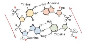 Puentes de hidrógeno entre adenina y timina: clave del emparejamiento ...